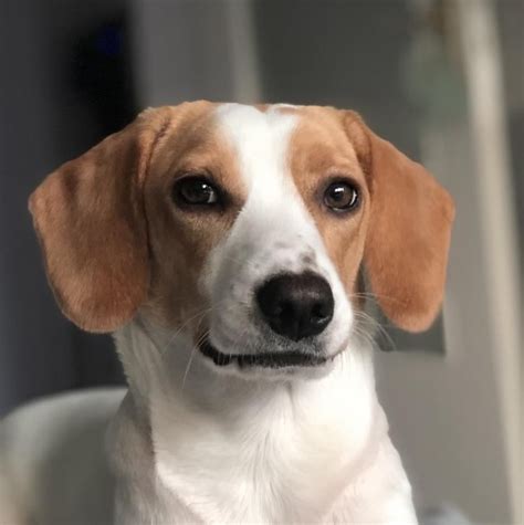 This Is My Rescue Ruby She Was Found On The Street In Cyprus At Just 3 Months Old I Ordered