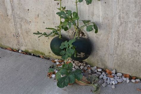 Hanging Melons Respublica