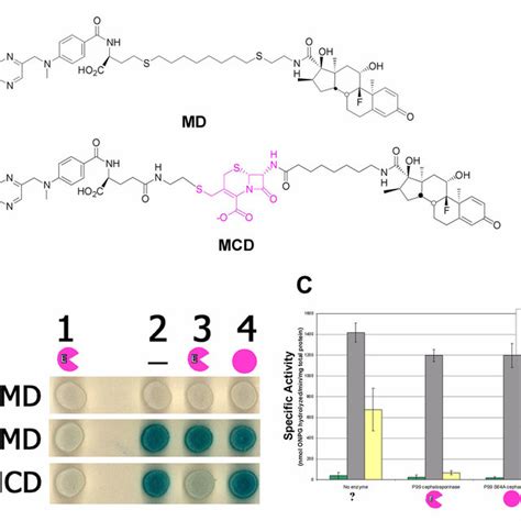 High Throughput Chemical Complementation Screen Active Enzyme Can Be Download Scientific