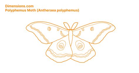 Polyphemus