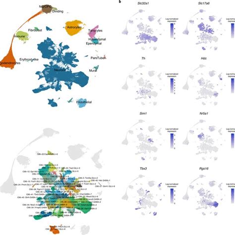 Pdf Hypomapa Unified Single Cell Gene Expression Atlas Of The Murine Hypothalamus