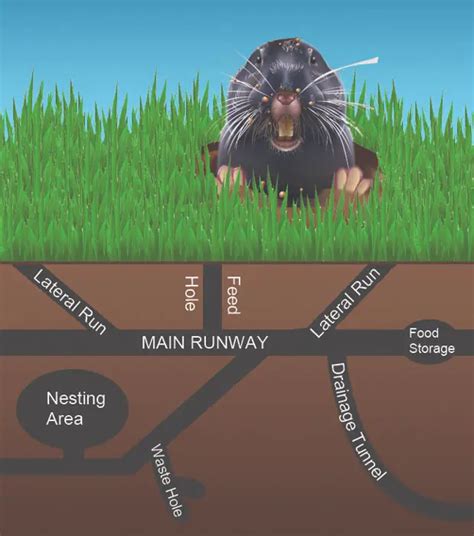 How Deep Do Gophers Dig Their Tunnels Understanding Their Burrowing Habits