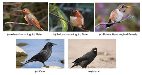 Examples For Fine Grained Bird Recognition Tasks A And B Show Two Download Scientific