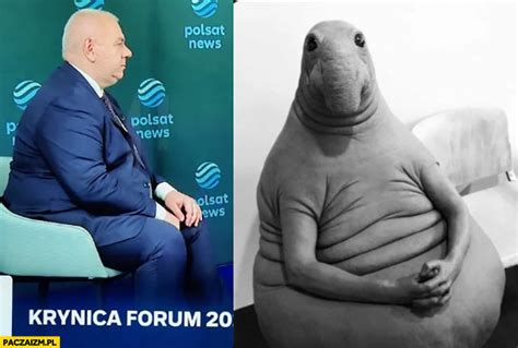 Sasin Gruby Grubas Spaślak Ulaniec Tłuścioch Paczaizm Pl
