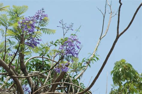 紫雲木 沖縄 野の花賛花のブログ