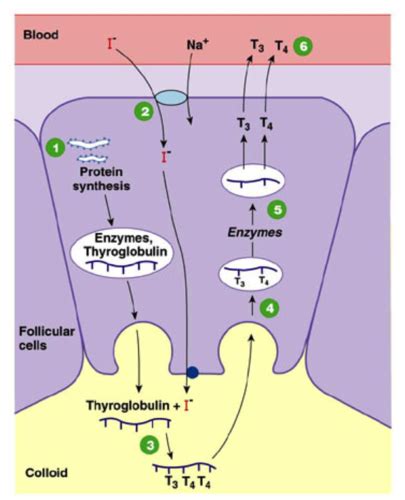 Thyroid Hormone Synthesis Pathway