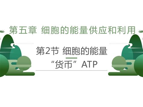 5 2细胞的能量货币ATP 共19张PPT 21世纪教育网