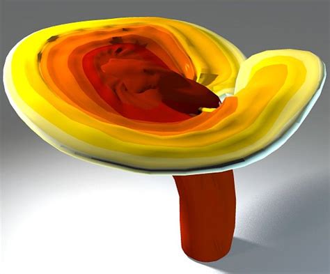 Ganoderma Lucidum 3d Model 35 Obj 3ds Unknown Dxf Prj Free3d