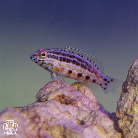 Lantern Basslet The Fishotel