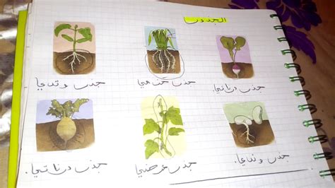 أنواع الجذور المستوى الثاني ابتدائي Youtube