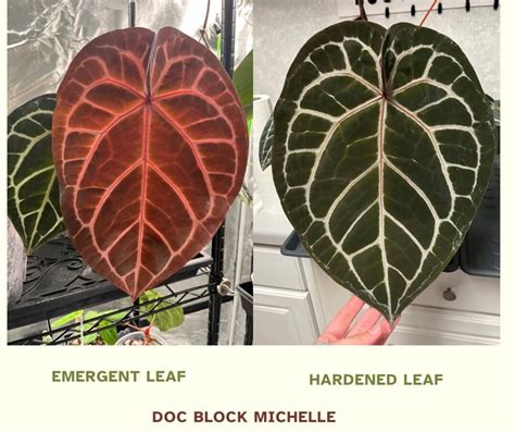 Anthurium Doc Block Michelle X Self Seedling Etsy