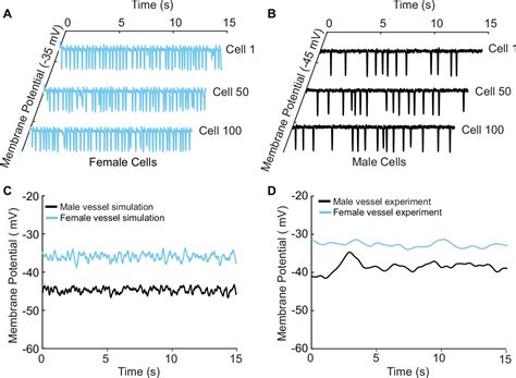 A Computational Model Predicts Sex Specific Responses To Calcium Channel Blockers In Mammalian