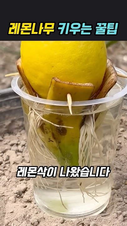 레몬나무 키워보세요~ 아이디어 레몬키우기 정원 마당 텃밭 Diy Youtube