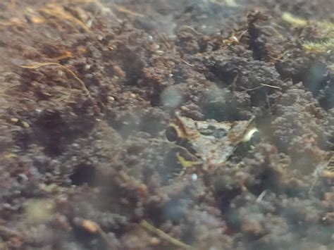 Invisible R Pacmanfrog