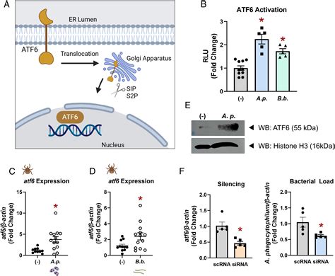 Atf6 Enables Pathogen Infection In Ticks By Inducing Stomatin And