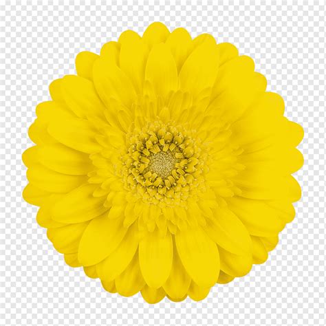 꽃 꽃 Transvaal 데이지 컷 꽃 노란색 꽃다발 플로랄 디자인 국화 데이지 가족 국화 일반적인 데이지 꽃을 잘라 Png Pngwing