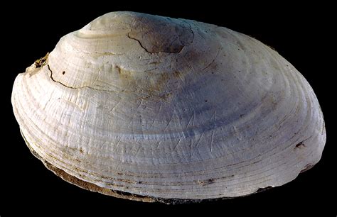 Homo Erectus Java Man Engraving On A Shell