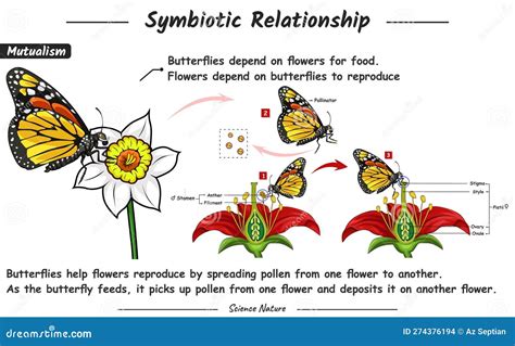 Symbiotic Relationship Of Mutualism Stock Vector Illustration Of Text Concept 274376194