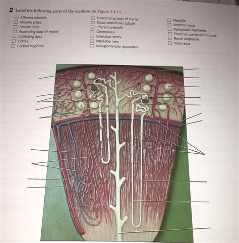 Peritubular Capillaries Model
