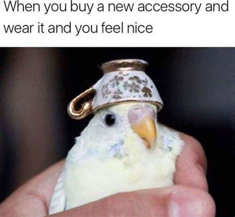 50 Of The Best Bird Memes Posted Online Bored Panda