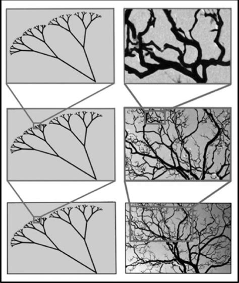 Optimization Tree Branching Fractals Within Structure Iaac Blog