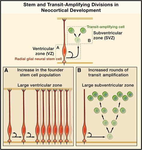 Development And Evolution Of The Human Neocortex Cell Development And Evolution Of The Human Neocortex Cell