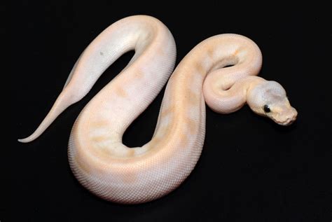 1000 Images About Ball Python Mutations On Pinterest Glow Pewter