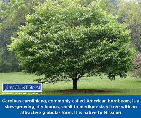 Small Native Missouri Trees In Malcolm