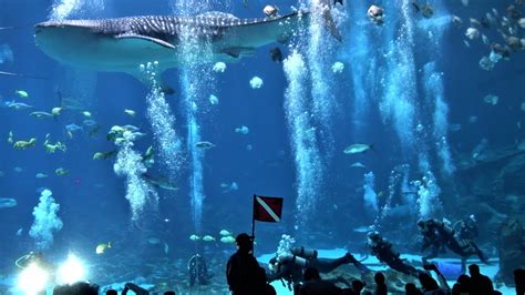 Georgia Aquarium Atlanta Georgia Ocean Voyager Exhibit Largest