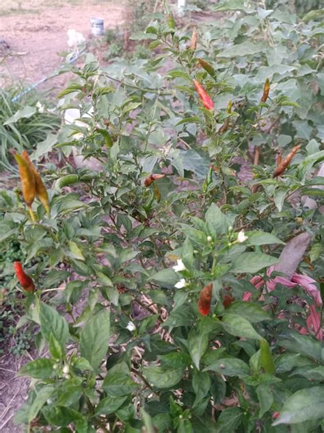 แหมเสียดายจังพริกเน่าหมดเลยดกซะด้วย ครัวบ้านเรา ณ วังน้อย