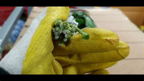 옥시 생화 인터넷꽃도매시장 생화택배 생화도매 인터넷꽃시장 인터넷꽃도매 장미대량구매 꽃 꽃다발 꽃도매 꽃시장 부산꽃시장 김해꽃시장 꽃쇼핑몰 김해꽃 부산꽃 꽃싸게사는법