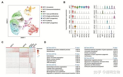 单细胞测序揭示人胎盘内皮细胞及滋养细胞的异质性和分化 知乎