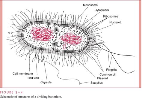 Bacterial Capsule Structure