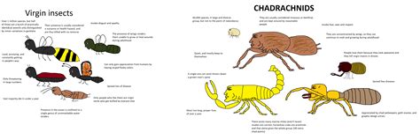 Insects Vs Arachnids Virgin Vs Chad Know Your Meme