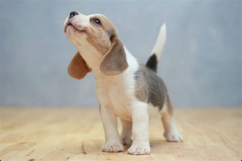 卷积神经网络（二）从图像到 Tensor 知乎