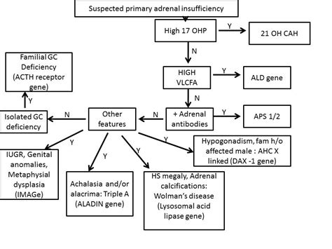 Adrenal Insufficiency Cancer Therapy Advisor
