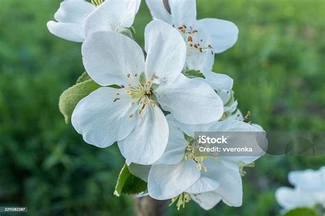 부드러운 흰색 꽃잎이 있는 사과 꽃 클로즈업 꽃은 흐릿한 자연 배경에 무성한 녹색 잎과 몇 개의 열린 새싹으로 둘러싸여 있습니다 고품질 사진 0명에 대한 스톡 사진 및 기타
