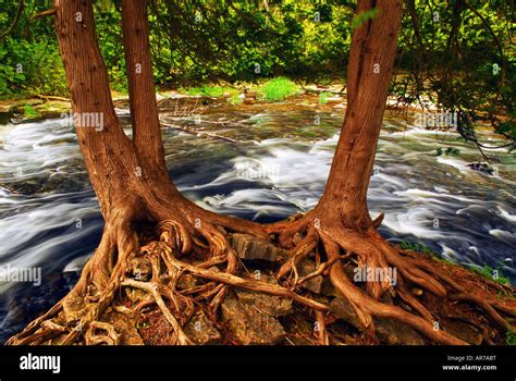 River Flowing Among Green Trees In A Forest Two Trees With Visible Roots In The Foreground Stock