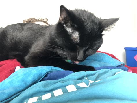 First Mlem Ive Ever Captured From Him Rmlem