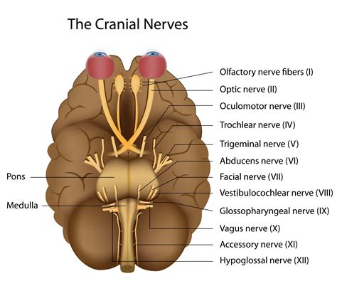 These Are The Cranial Nerves And Their Functions