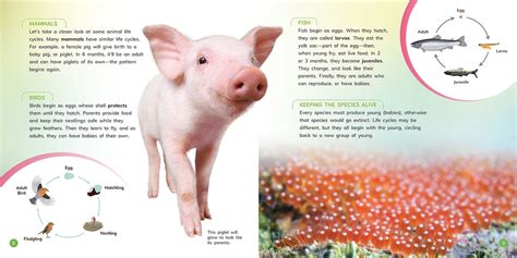 Twig Science Series Dinardo Design