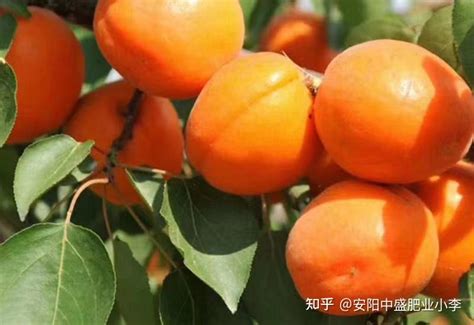 种植杏树的施肥管理方案杏树施肥用复合肥还是水溶肥 知乎