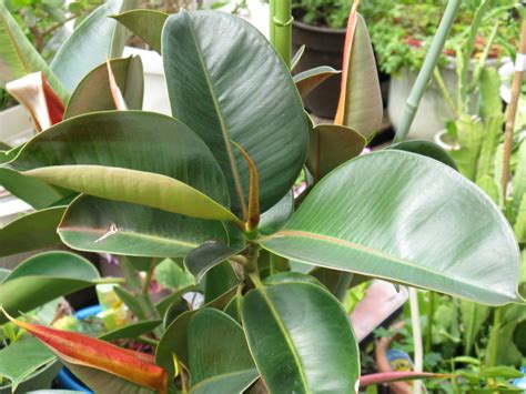 人気の観葉植物ゴムの木を増やしたい挿し木の方法についてをご紹介