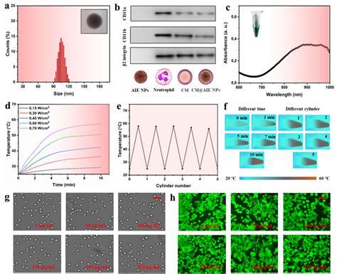 Acs Nano 高效靶向炎症细胞因子的中性粒细胞仿生 Aie 纳米颗粒实现精准光热治疗和炎症缓解 X Mol资讯