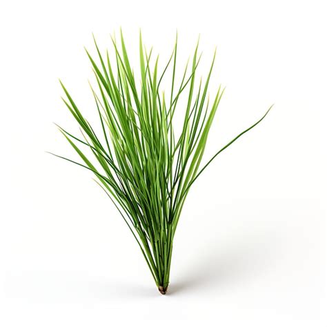 Premium Ai Image Kanlow Switchgrass Bright Green A Single Upright Leaf Used F Isolated On