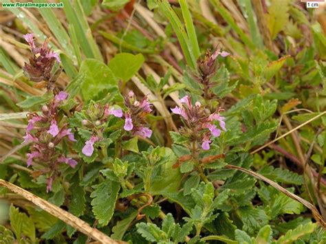 Teucrium Chamaedrys Picture 2 Of 4