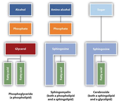 Phospholipid Vs Triglyceride Structure