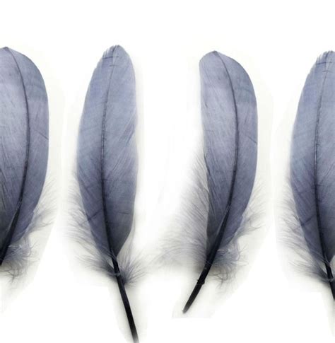 Silver Goose Quill Feathers Feather Planet