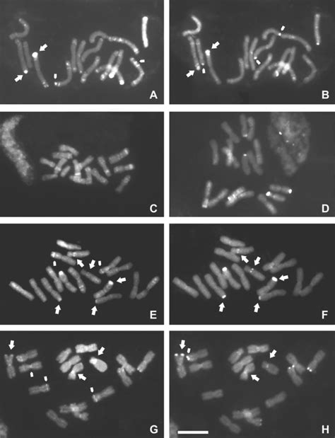 Chromosome Banding With Fluorochromes In Cestrum Species C Dapi Download Scientific Diagram