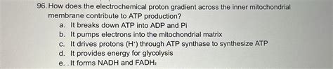 Solved How Does The Electrochemical Proton Gradient Across
